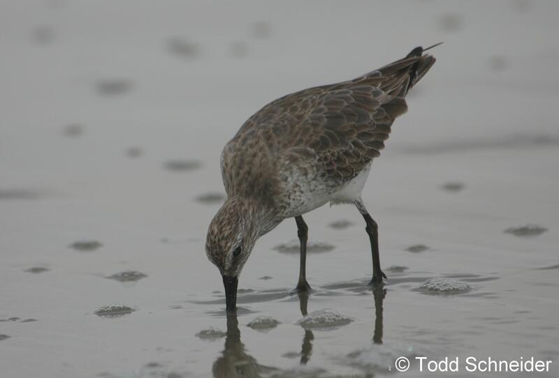 Calidris canutus rufa