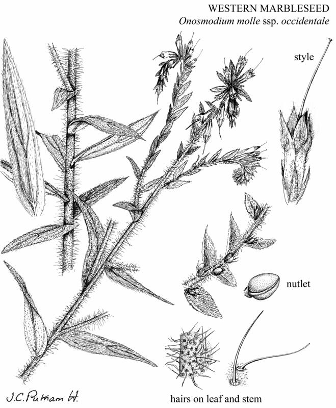 Lithospermum occidentale
