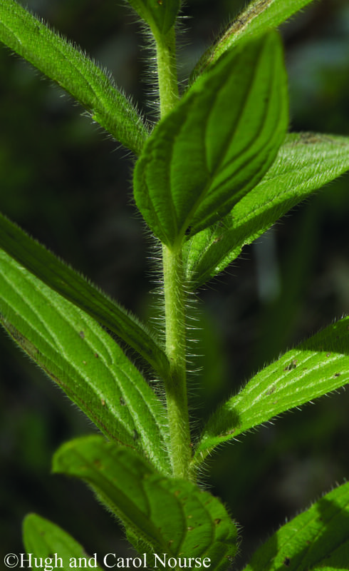 Lithospermum occidentale