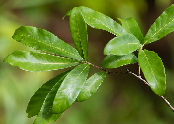 Quercus oglethorpensis
