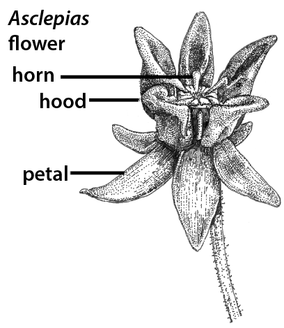 Asclepias rubra