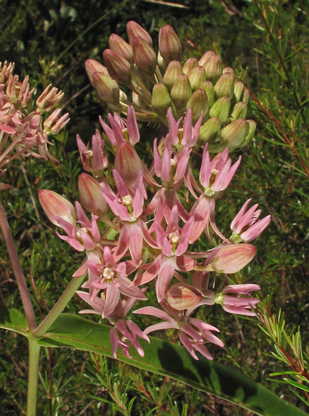 Asclepias rubra
