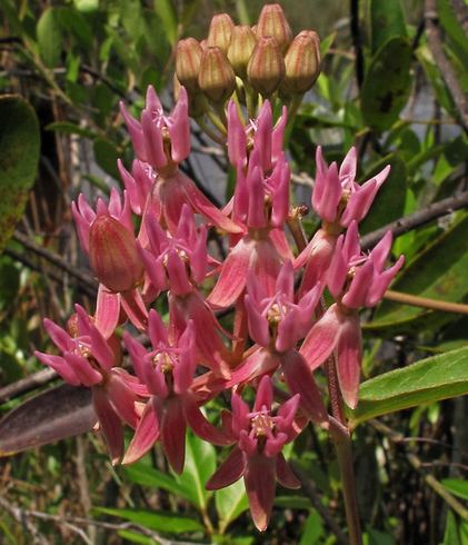 Asclepias rubra