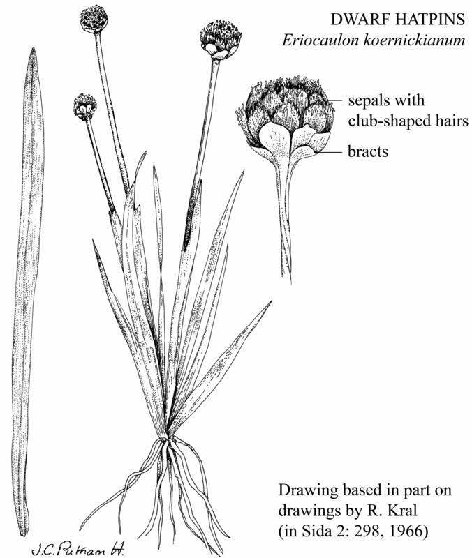 Eriocaulon Koernickianum