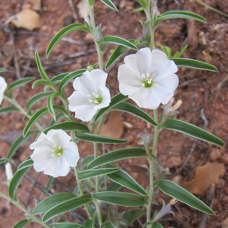 Evolvulus sericeus var. sericeus