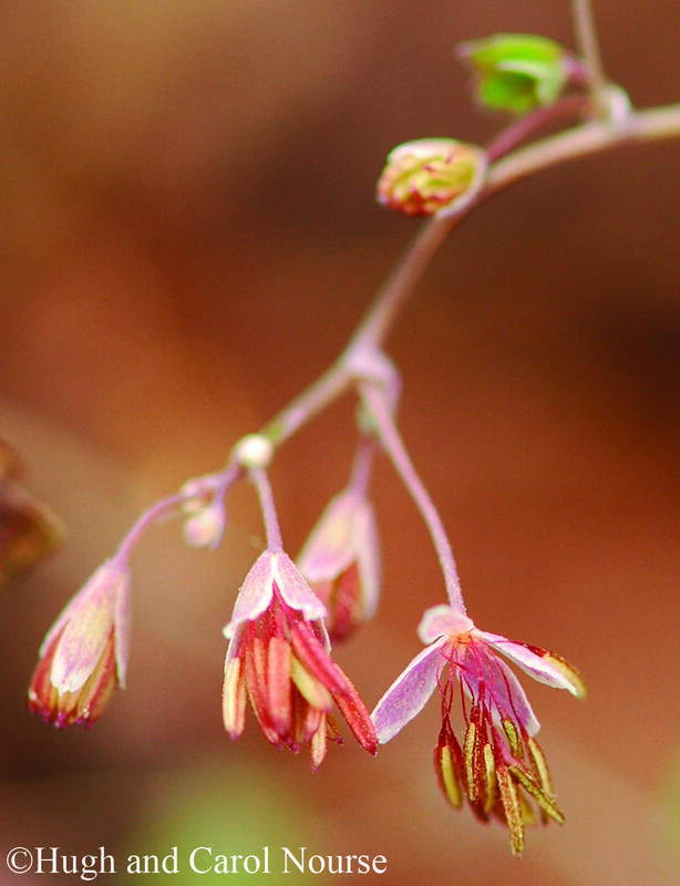 Thalictrum debile