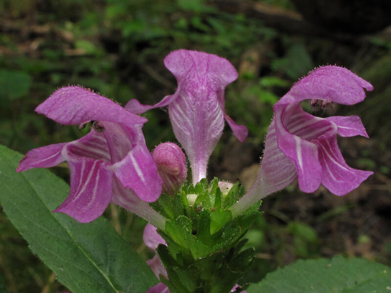 Macbridea caroliniana