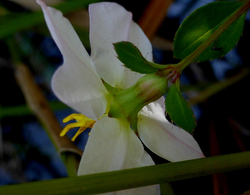 Rhexia parviflora