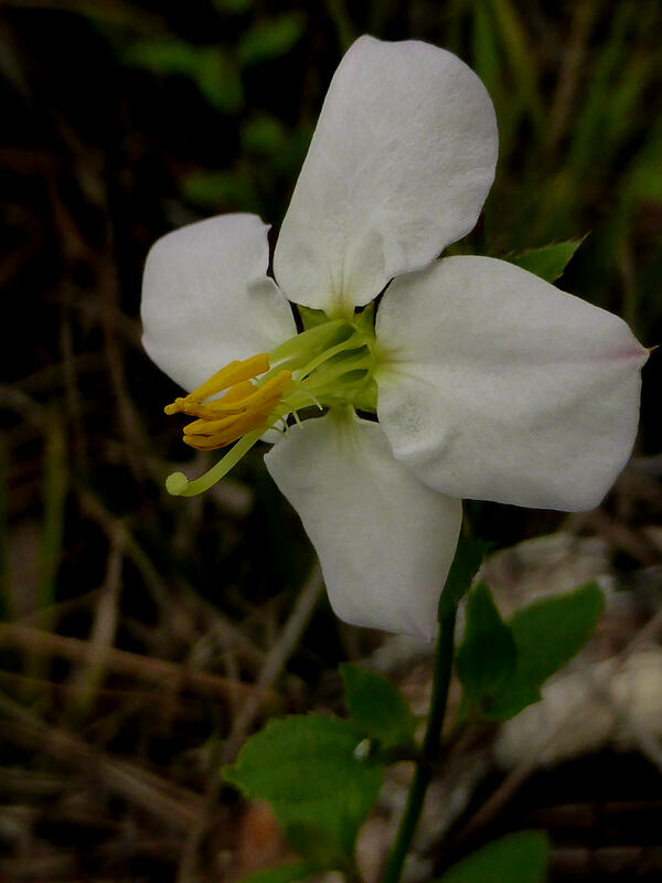 Rhexia parviflora
