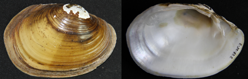 Lampsilis cariosa