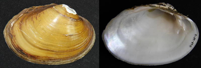 Lampsilis cariosa