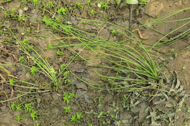 Isoetes hyemalis