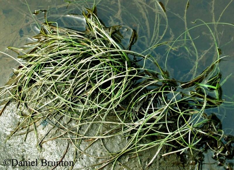 Isoetes hyemalis