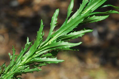 Borodinia missouriensis