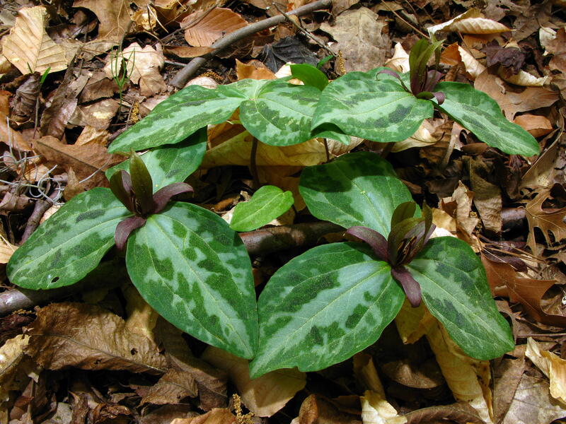Trillium reliquum