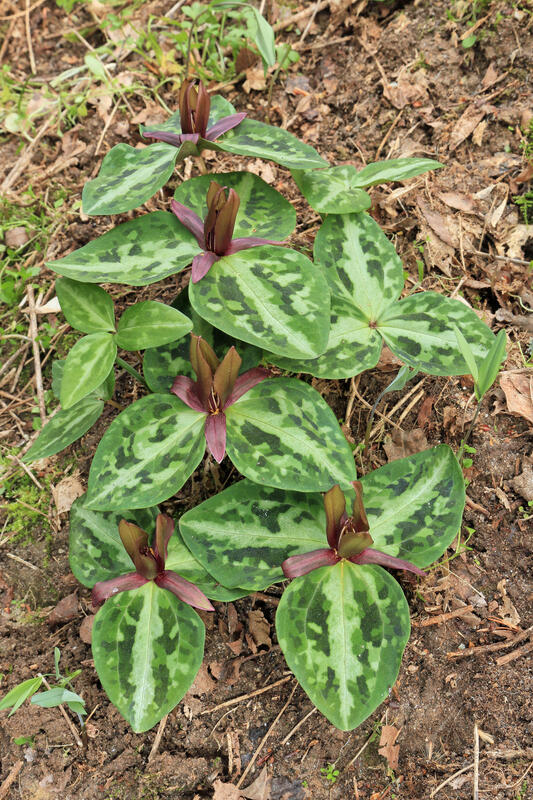 Trillium reliquum