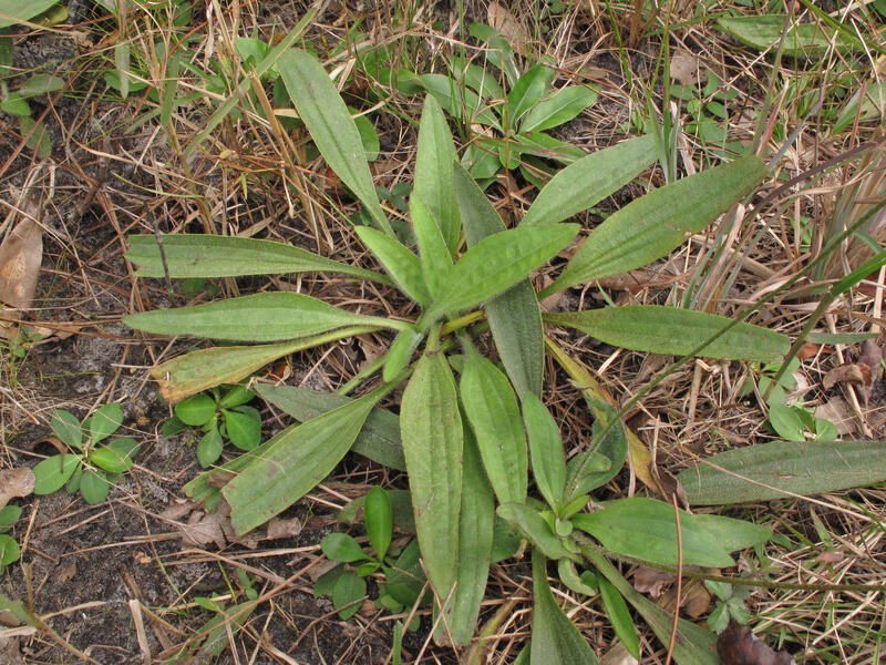 Plantago sparsiflora