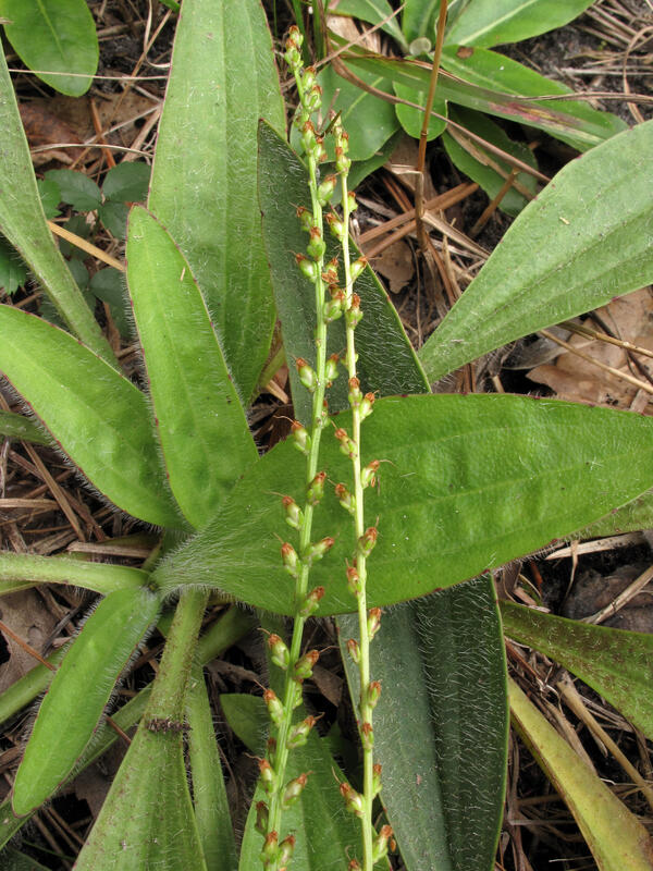 Plantago sparsiflora