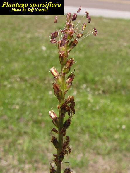 Plantago sparsiflora