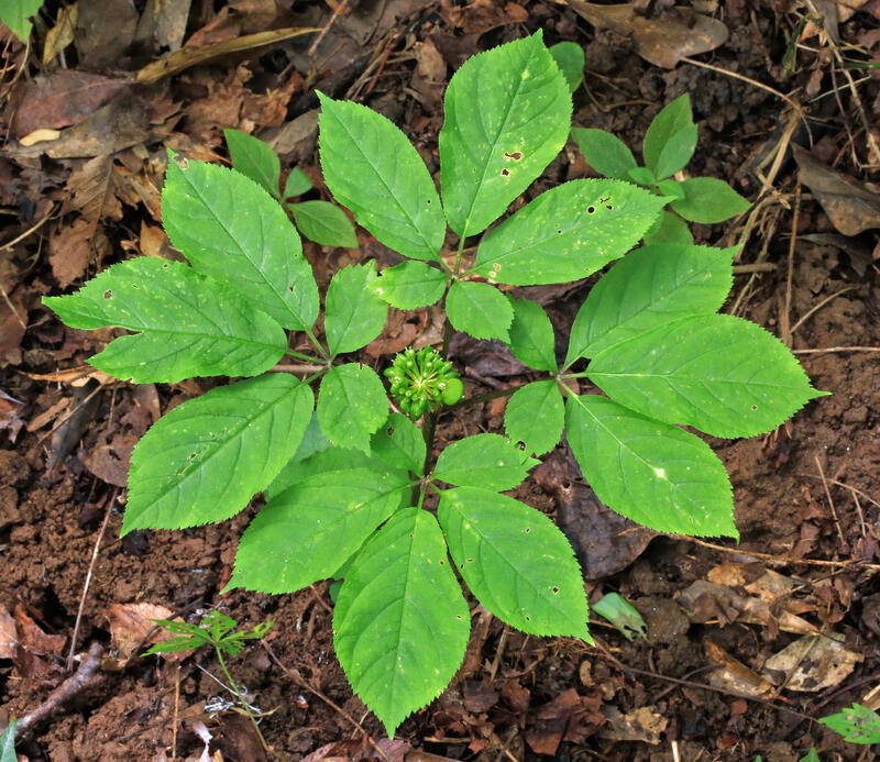 Panax quinquefolius