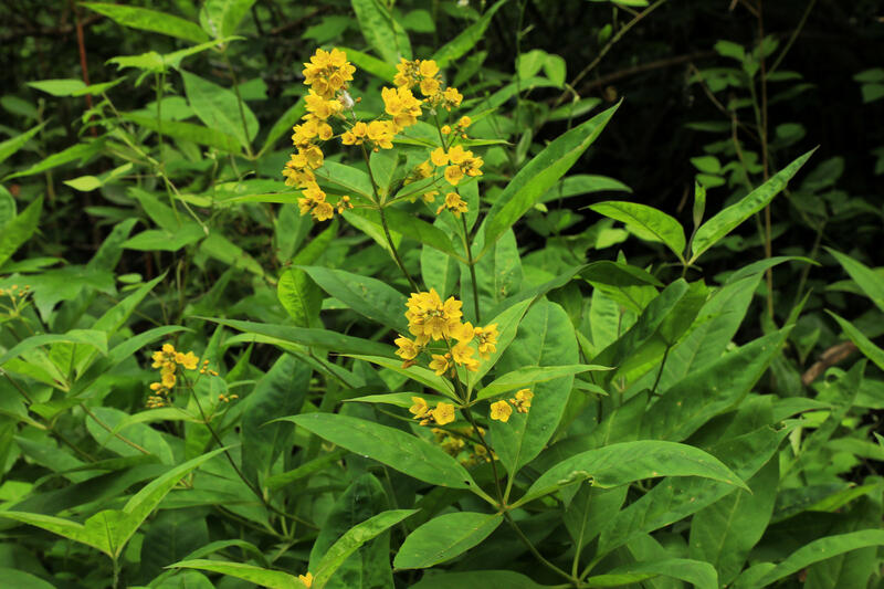 Lysimachia fraseri