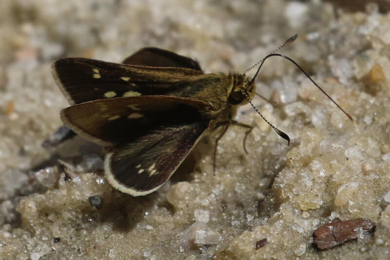 Amblyscirtes reversa