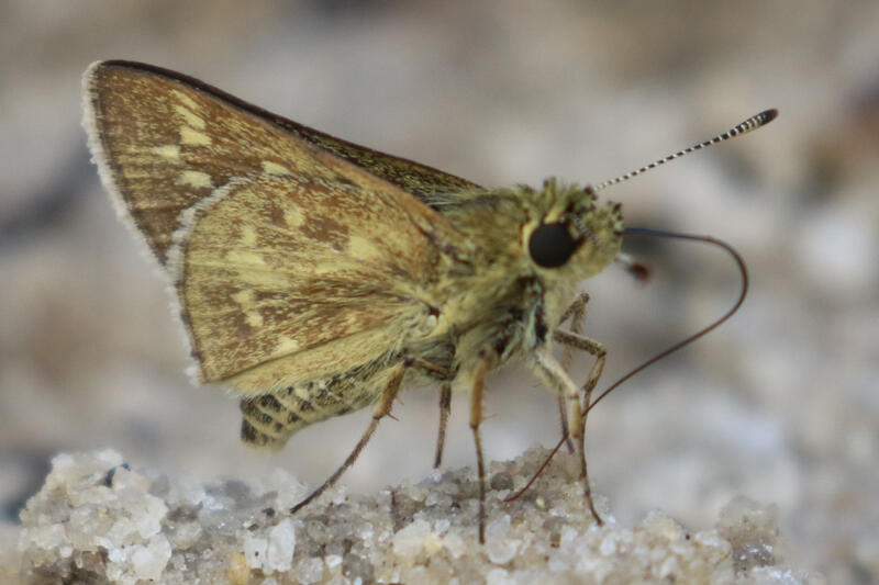 Amblyscirtes reversa