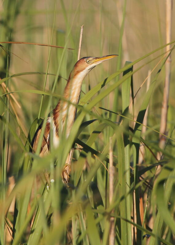 Botaurus lentiginosus