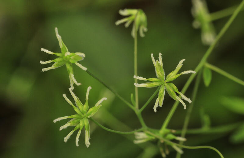 Thalictrum cooleyi