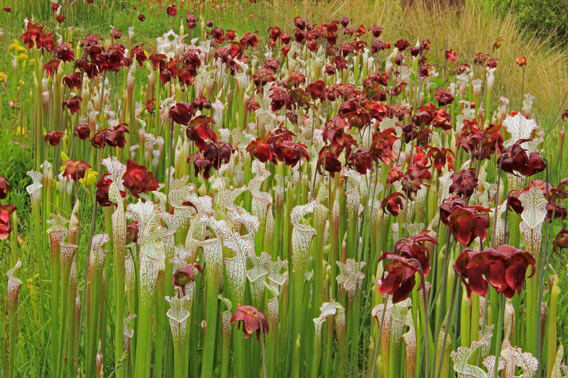 Sarracenia leucophylla