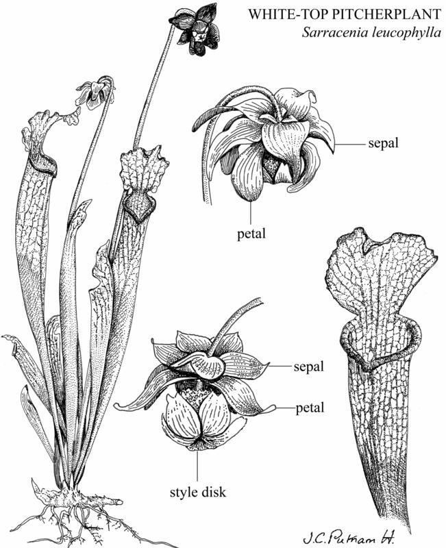 Pitcher Plant Drawing With Label