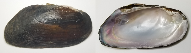 Elliptio hopetonensis