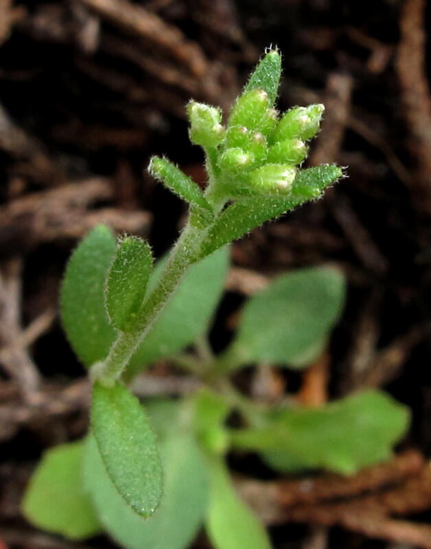 Draba aprica