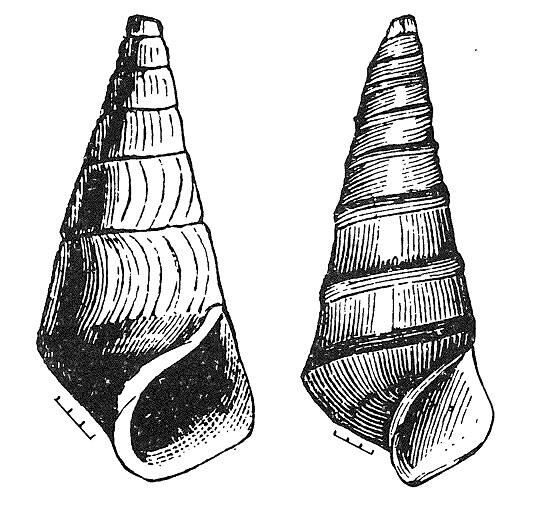 Pleurocera pyrenella
