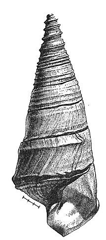 Pleurocera pyrenella