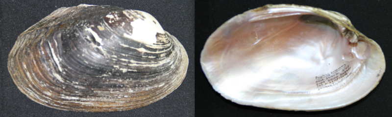 Potamilus purpuratus