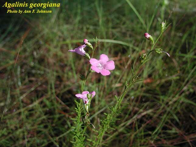 Agalinis georgiana