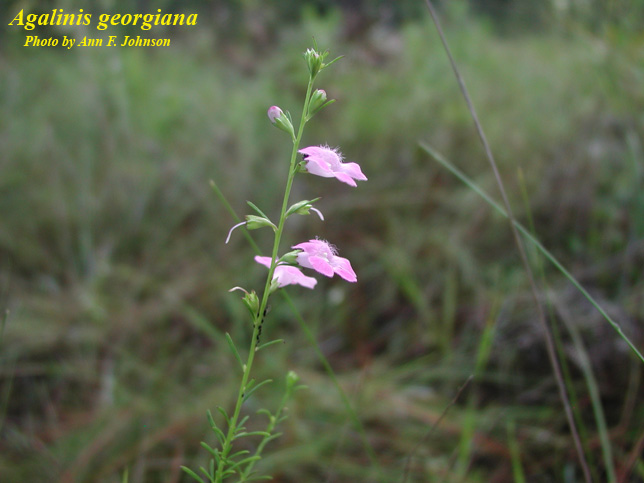 Agalinis georgiana