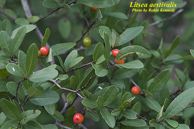 Litsea aestivalis