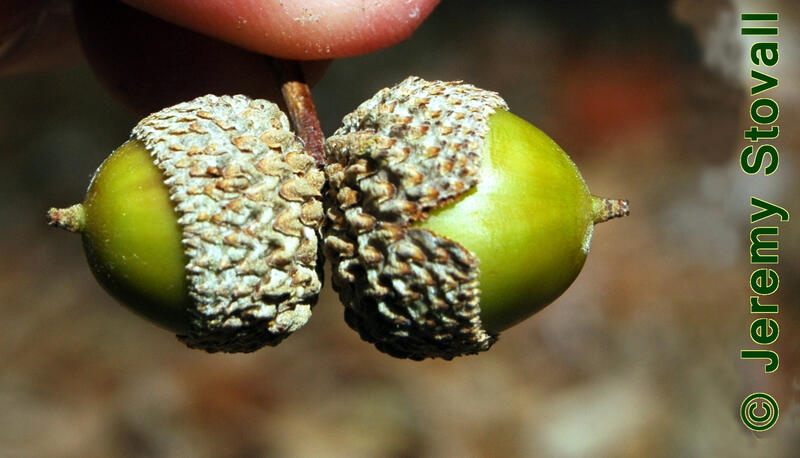 Quercus similis