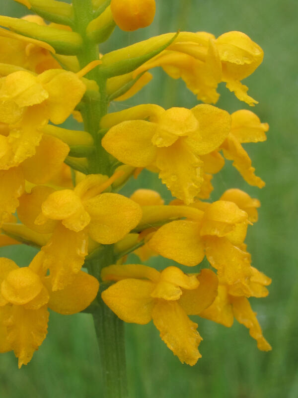Platanthera integra