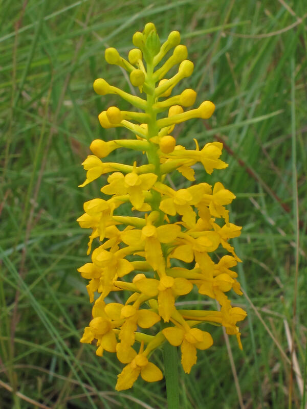 Platanthera integra