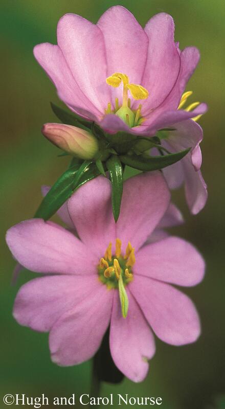 Sabatia capitata