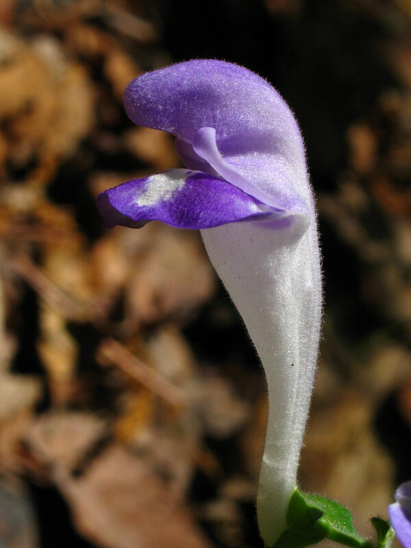 Scutellaria montana
