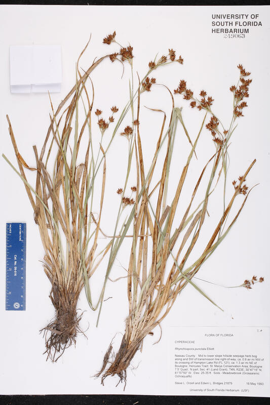 Rhynchospora punctata