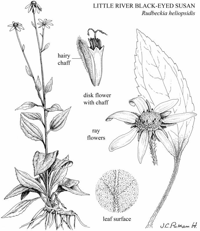 Rudbeckia heliopsidis