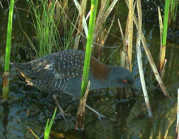 Laterallus jamaicensis jamaicensis