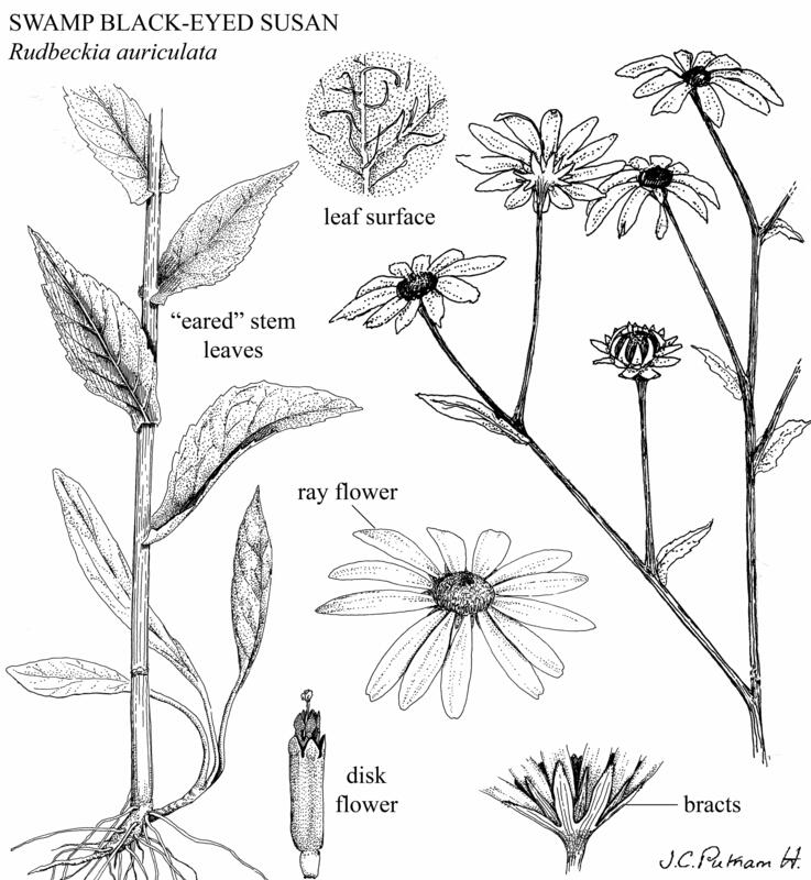 Rudbeckia auriculata