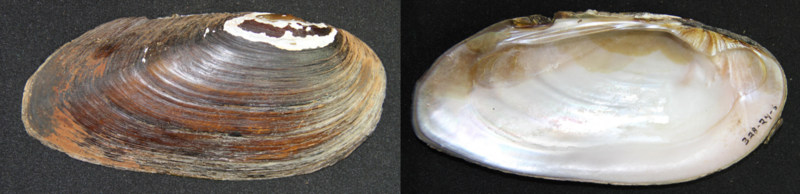 Elliptio roanokensis