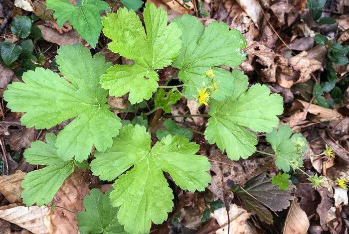 Waldsteinia lobata